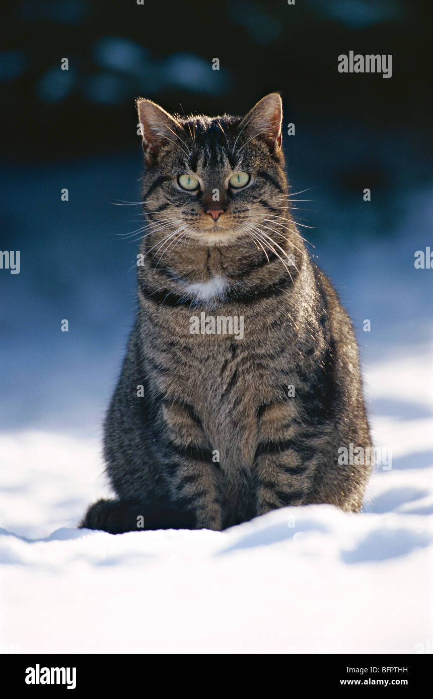 domestic cat, cat, felis silvestris f. catus Stock Photo - Alamy
