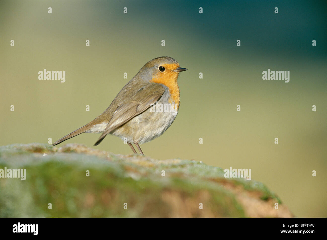 european robin, erithacus rubecula Stock Photo - Alamy