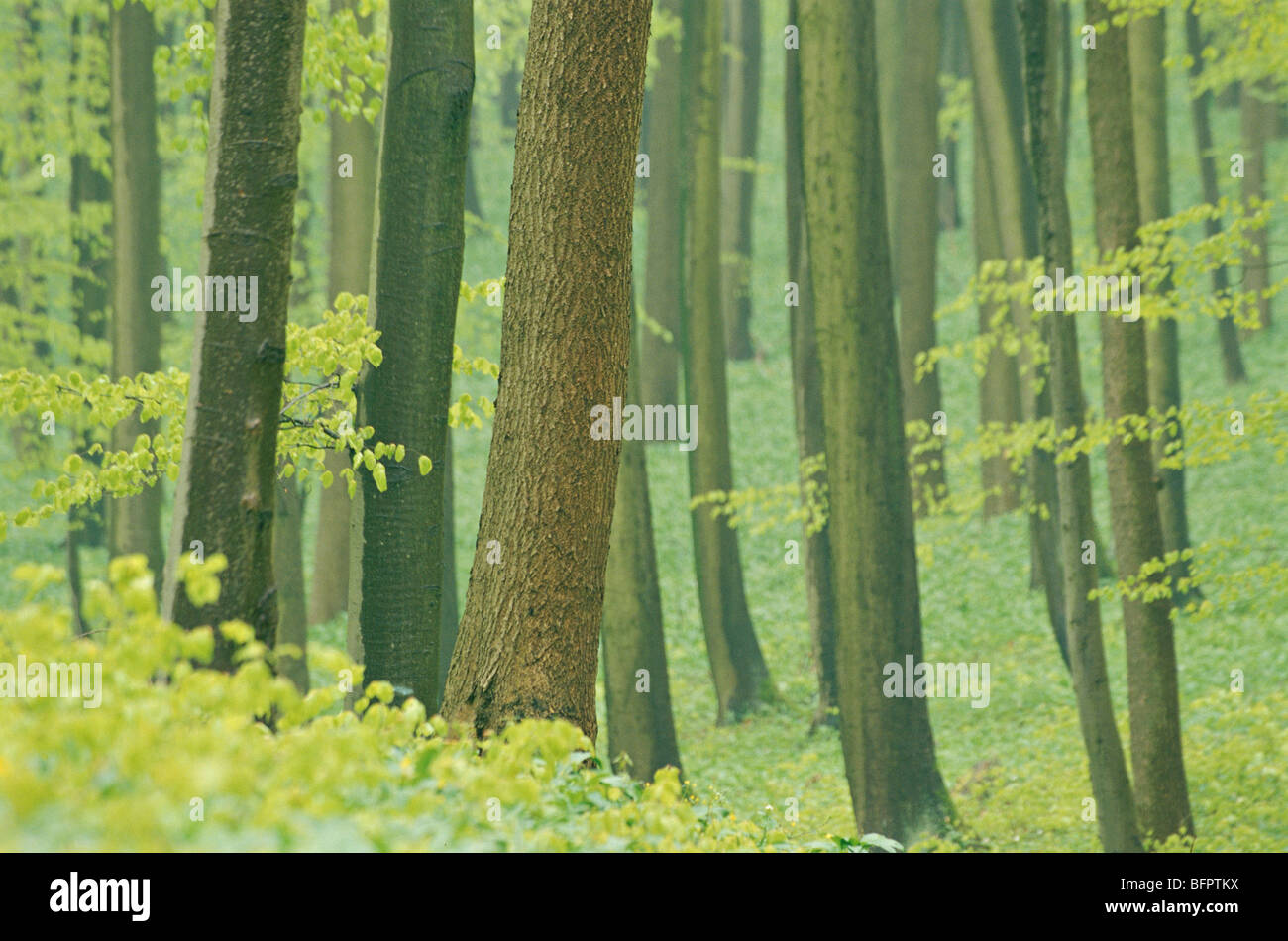 beech forest, germany Stock Photo - Alamy
