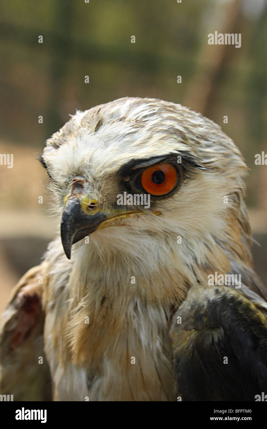 Elanus axillaris hi-res stock photography and images - Alamy