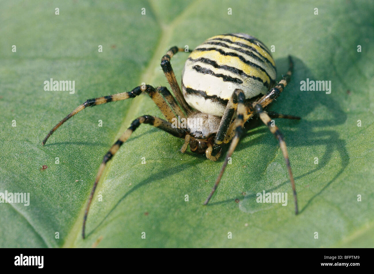 wasp spider, argiope bruennichi Stock Photo - Alamy