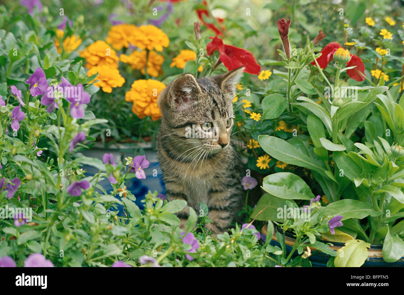 domestic cat, cat, felis silvestris f. catus Stock Photo - Alamy