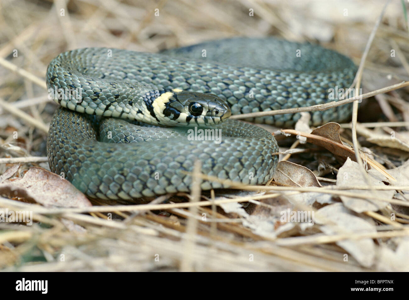 grass snake, natrix natrix Stock Photo - Alamy