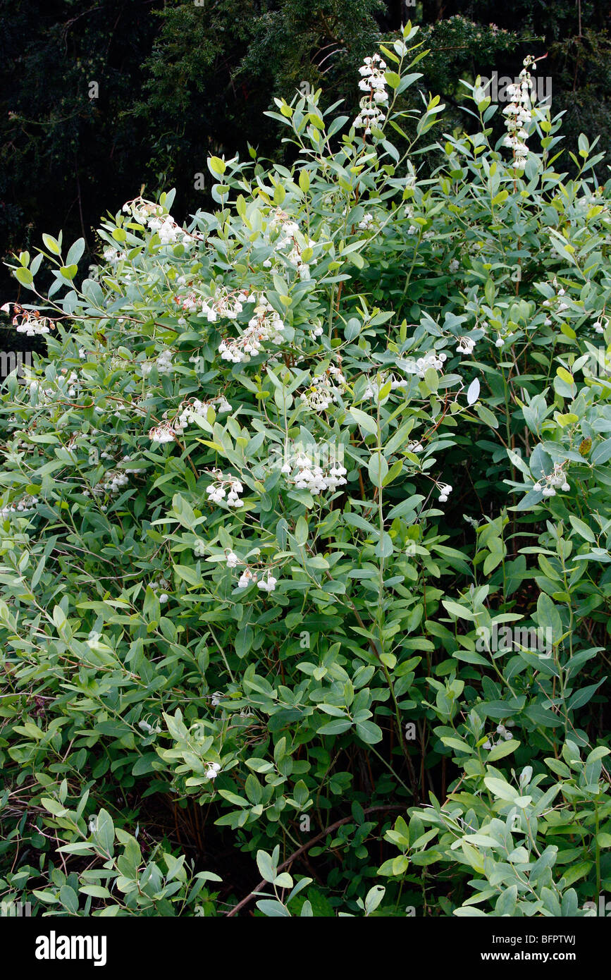 Zenobia pulverulenta hi-res stock photography and images - Alamy