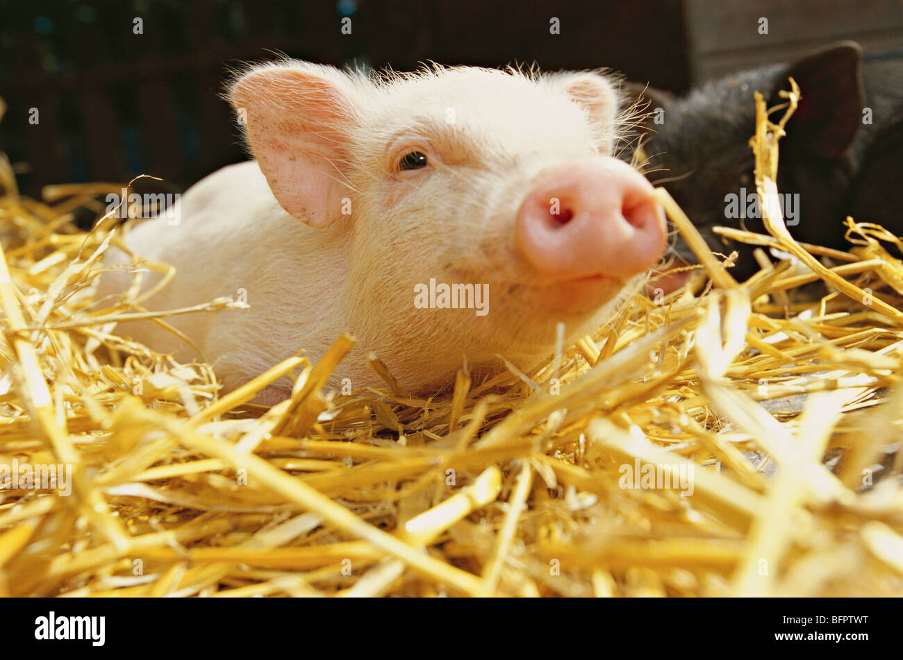 Pigs running free hi-res stock photography and images - Alamy