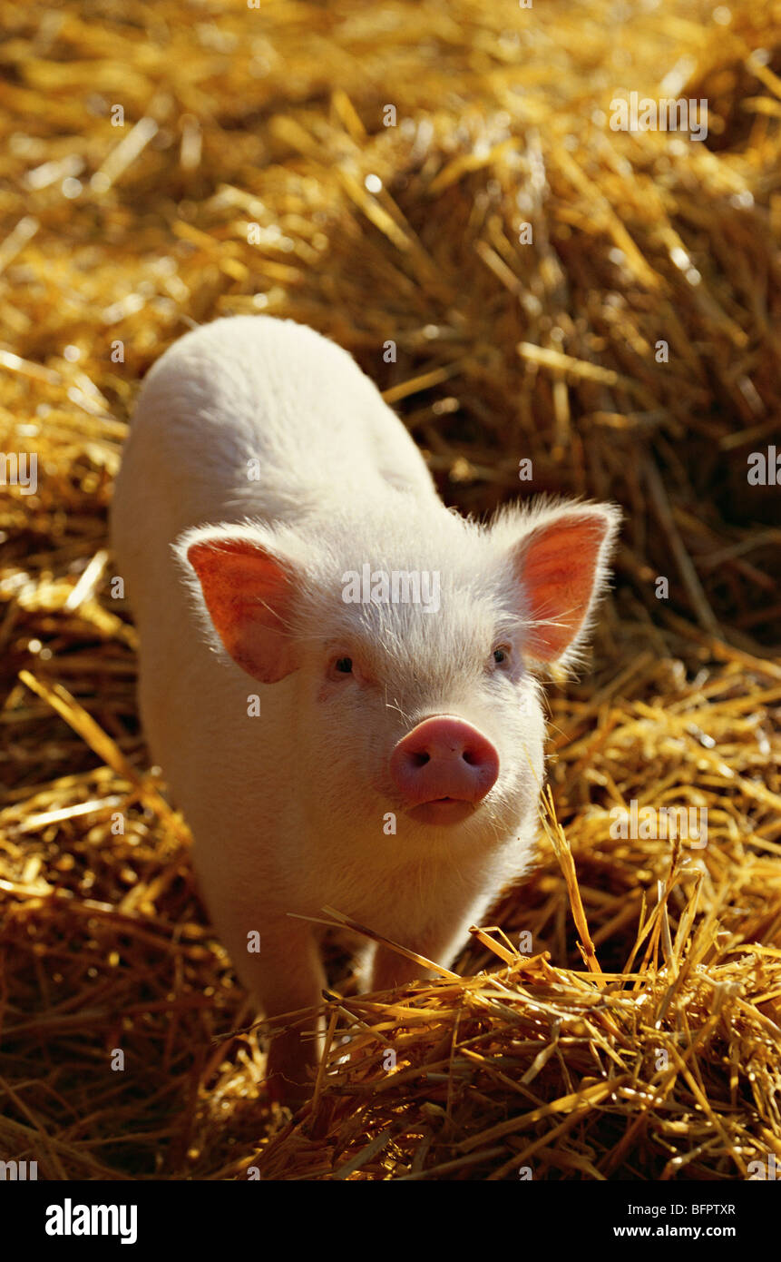 Pigs running free hi-res stock photography and images - Alamy