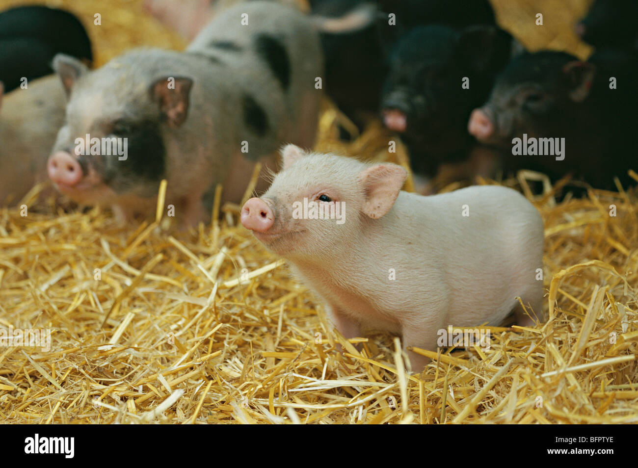 Micropig hi-res stock photography and images - Alamy