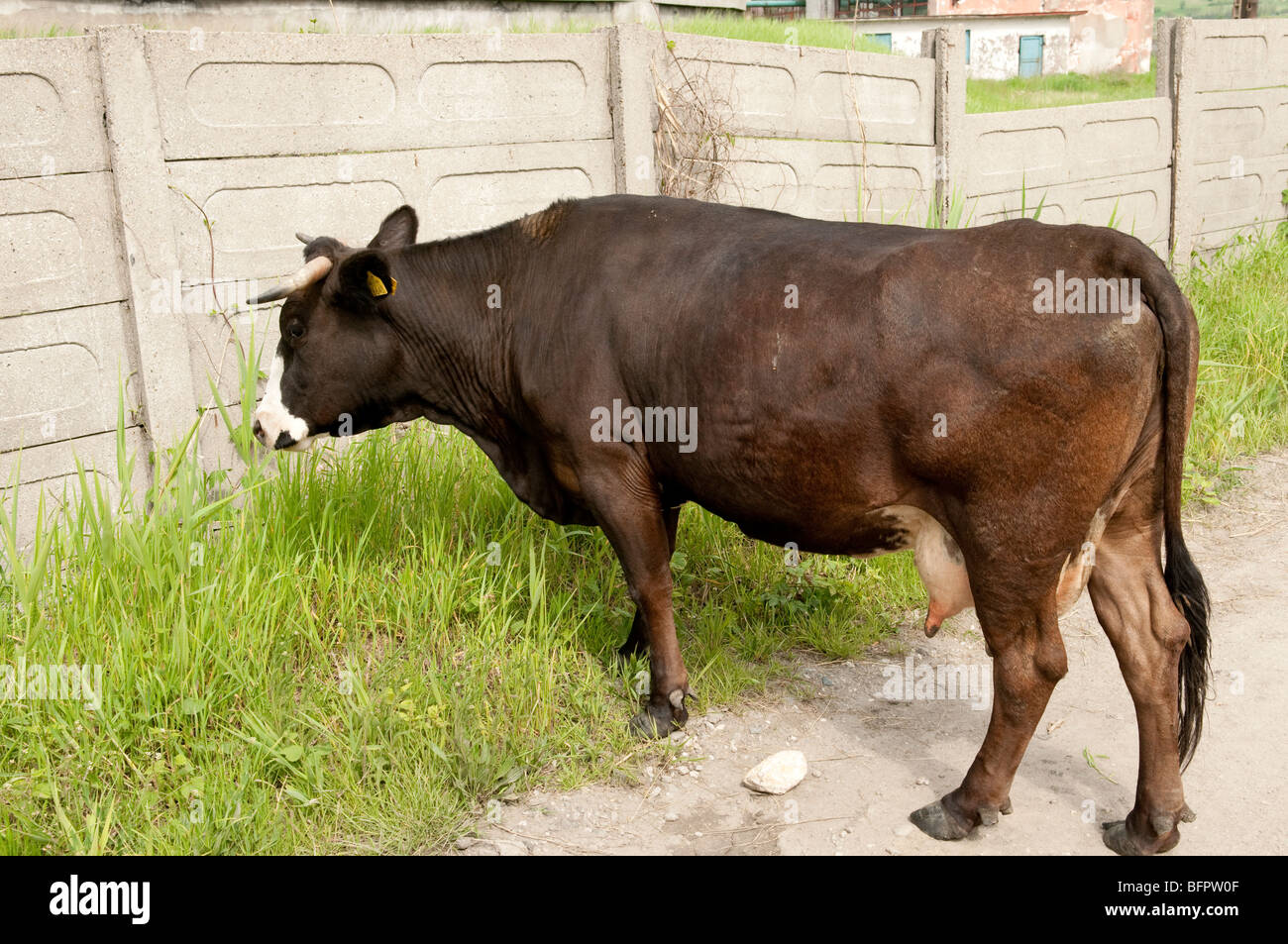 Europe on bull hi-res stock photography and images - Alamy