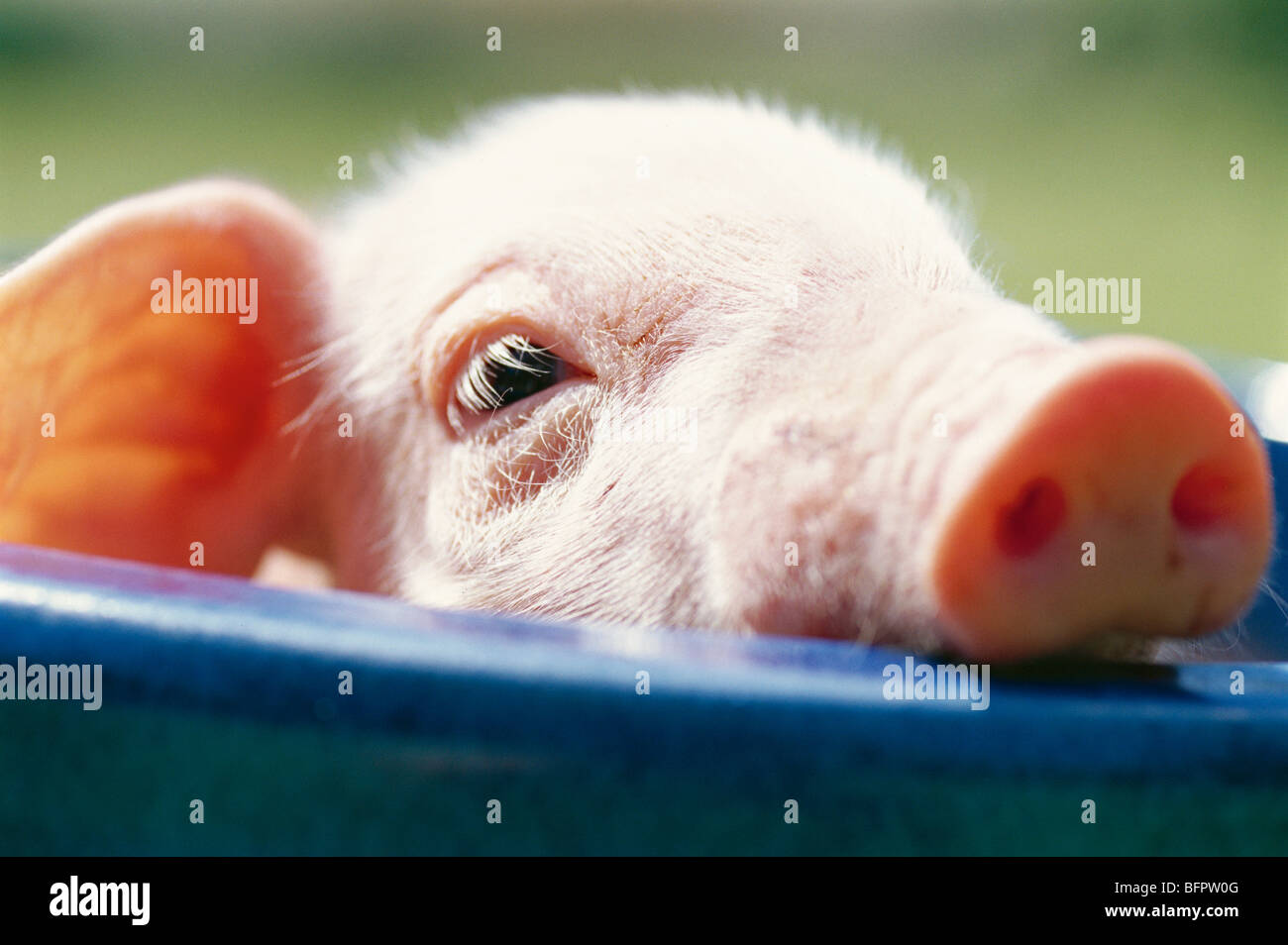 Pig house pigs hi-res stock photography and images - Alamy