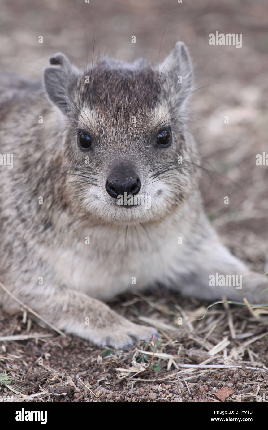 Bush Hyrax a.k.a. Yellow-spotted Rock Hyrax Heterohyrax brucei Taken At ...