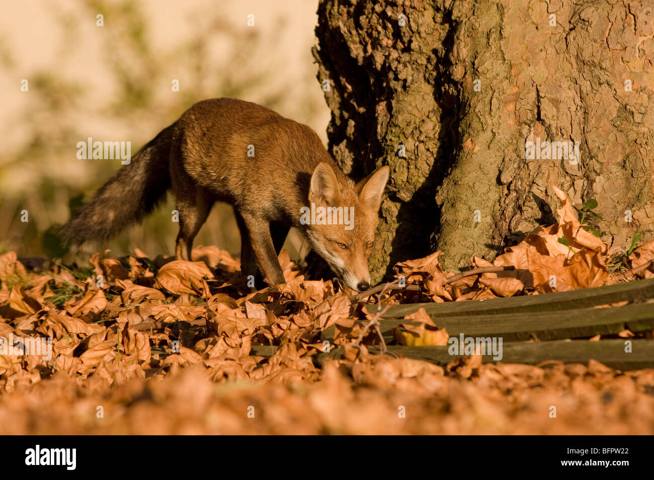 Fox cub uk autumn hi-res stock photography and images - Alamy