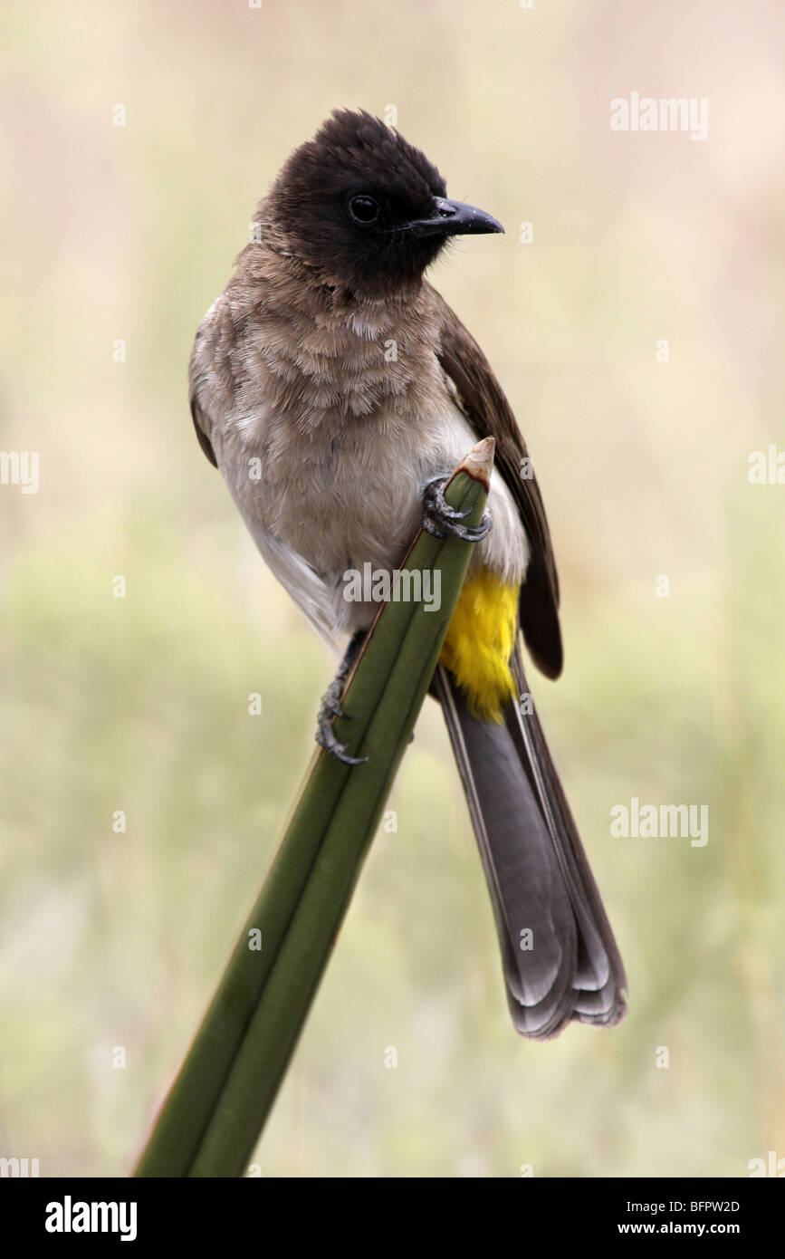 Common Bulbul Pycnonotus barbatus Taken At Olduvai Gorge, Tanzania ...