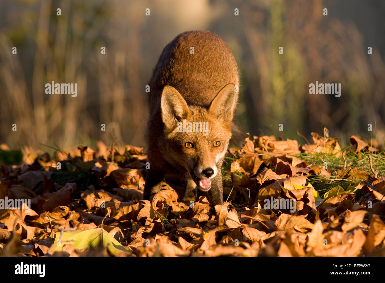 Vulpes vulpes - Red fox UK Stock Photo - Alamy
