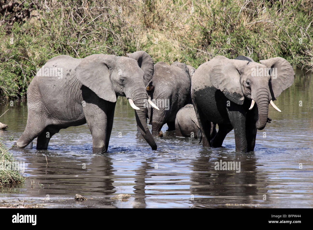 Group Of African Elephants Loxodonta africana Bathing Taken In The ...