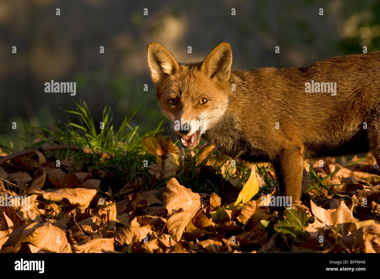 Red fox uk hi-res stock photography and images - Alamy