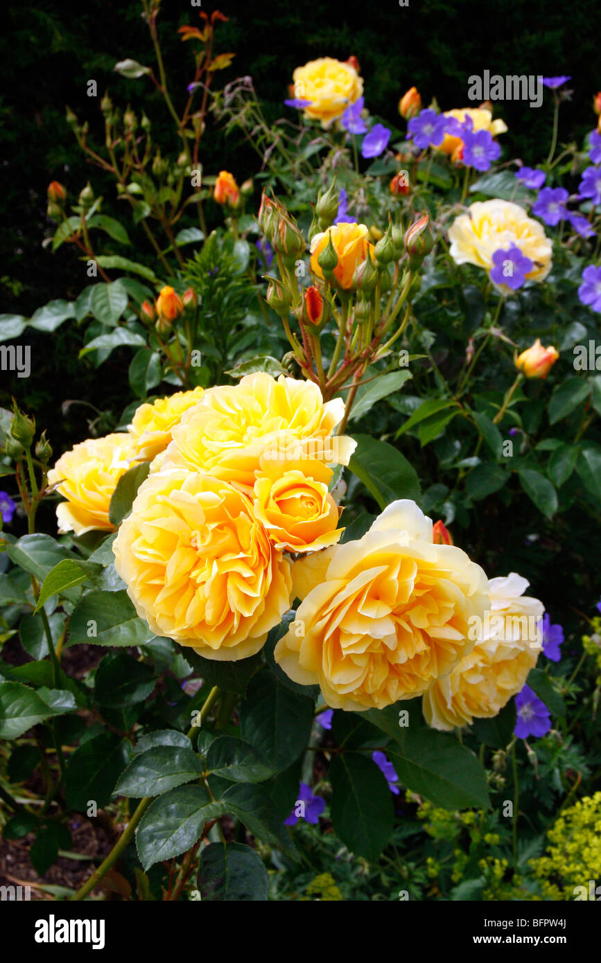 Yellow Graham Thomas Rose High Resolution Stock Photography and Images ...