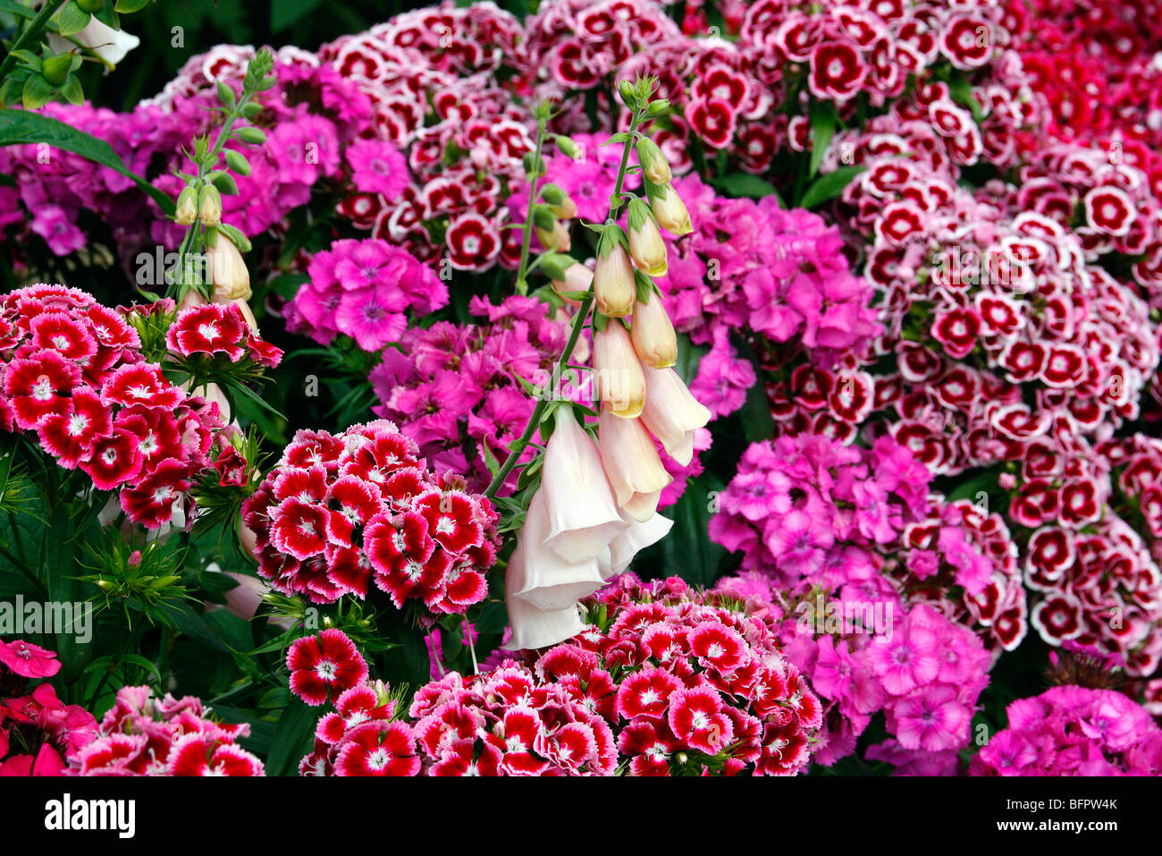 Sweet william dianthus hi-res stock photography and images - Alamy