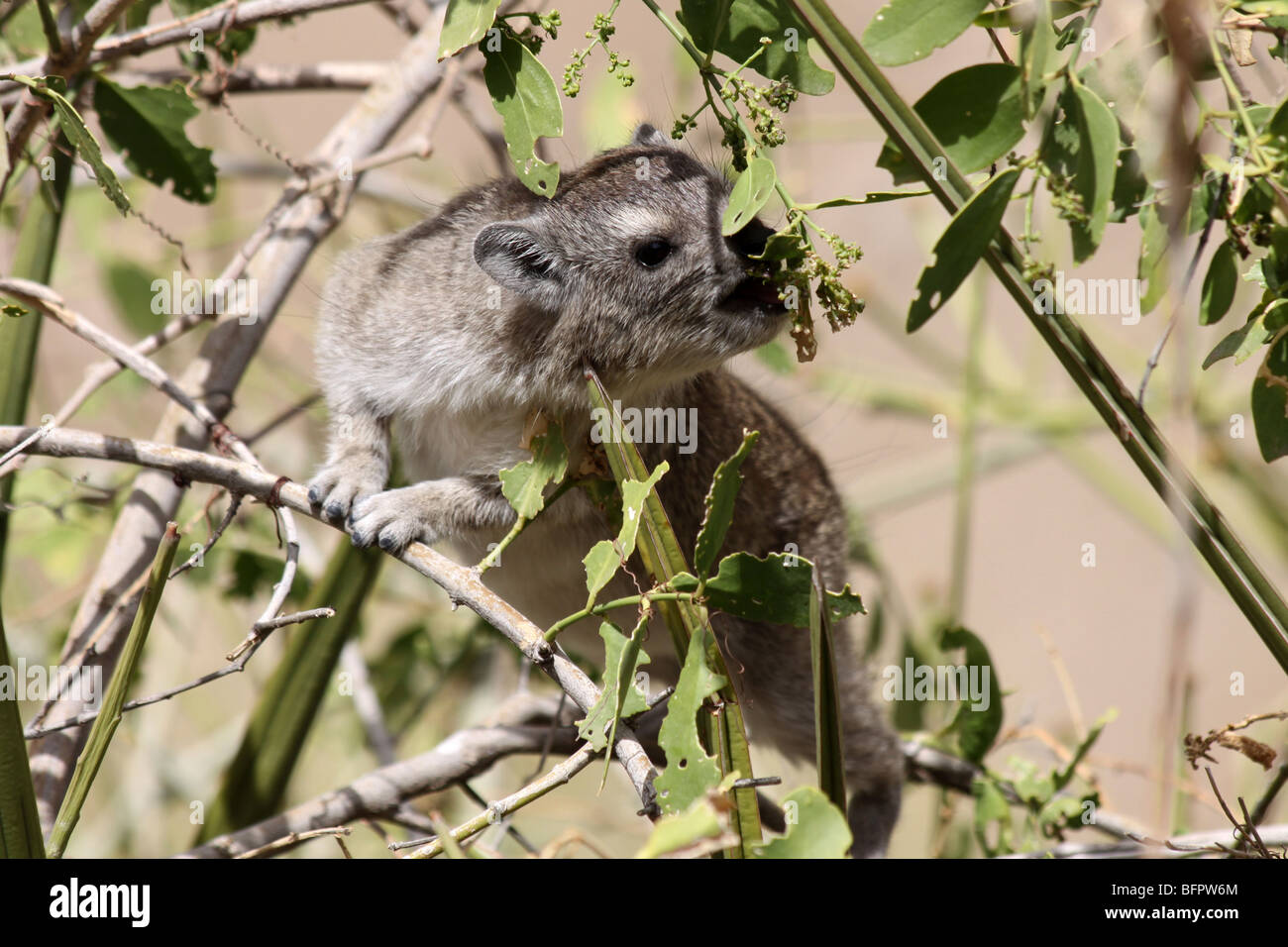 Bush Hyrax a.k.a. Yellow-spotted Rock Hyrax Heterohyrax brucei Taken At ...