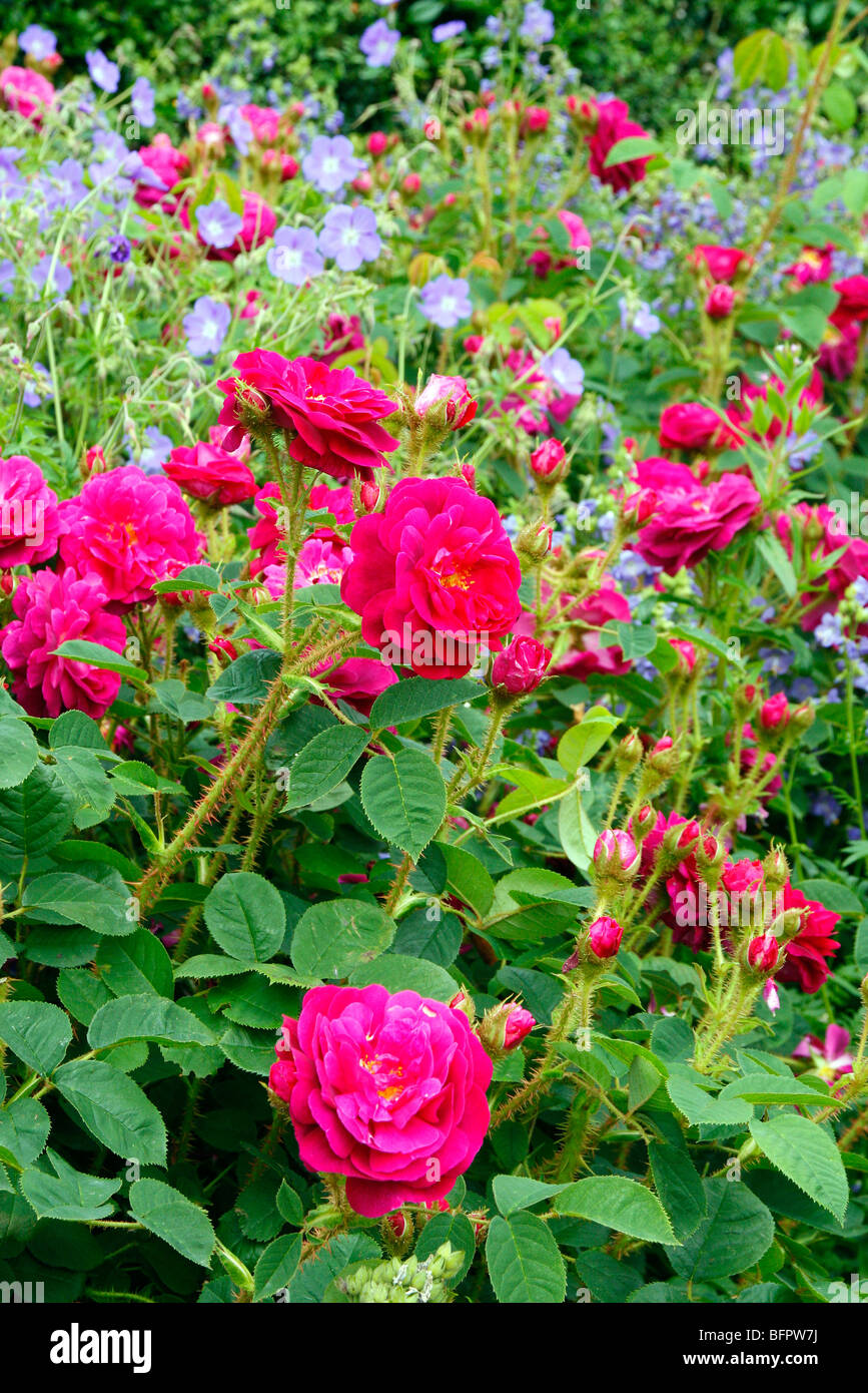 Martin rosa hi-res stock photography and images - Alamy