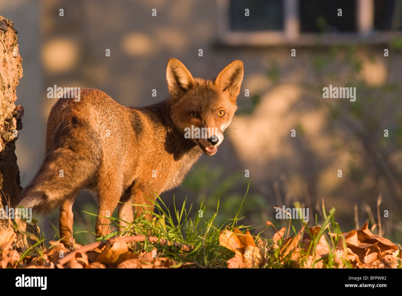 Vulpes vulpes - Red fox UK Stock Photo - Alamy