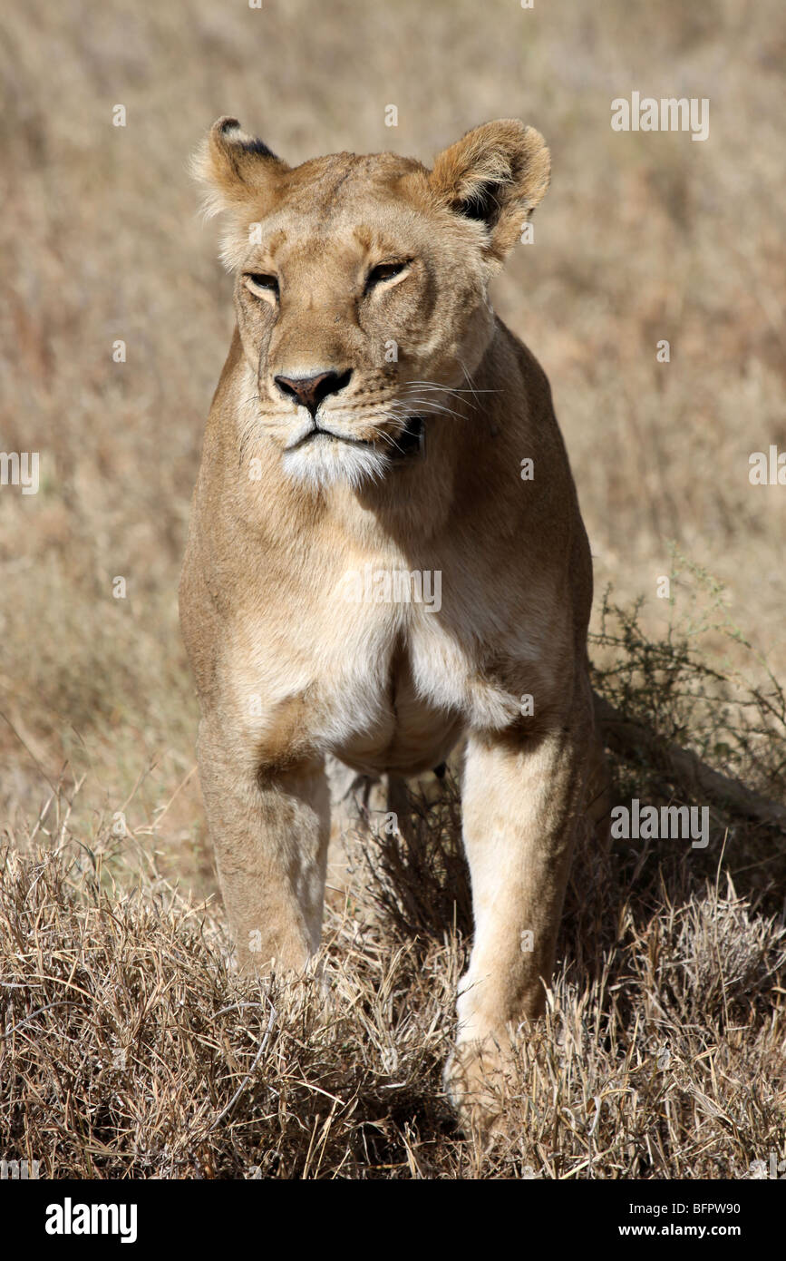 Lion sitting hi-res stock photography and images - Alamy