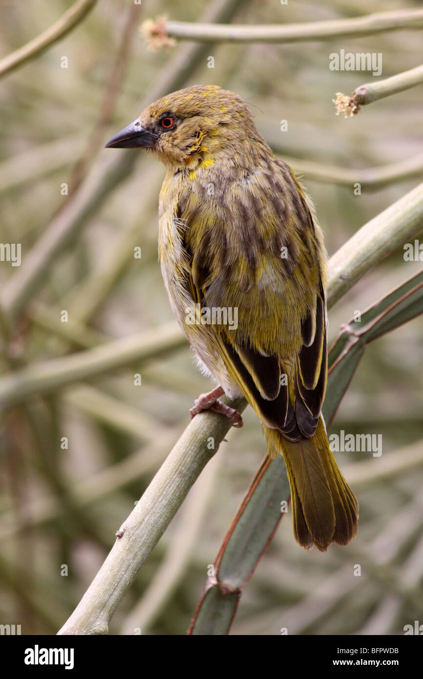 Village Weaver Ploceus cucullatus Female Taken at Olduvai Gorge ...