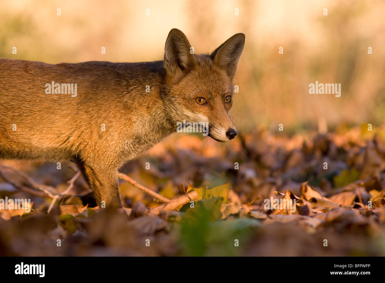 Vulpes vulpes - Red fox UK Stock Photo - Alamy