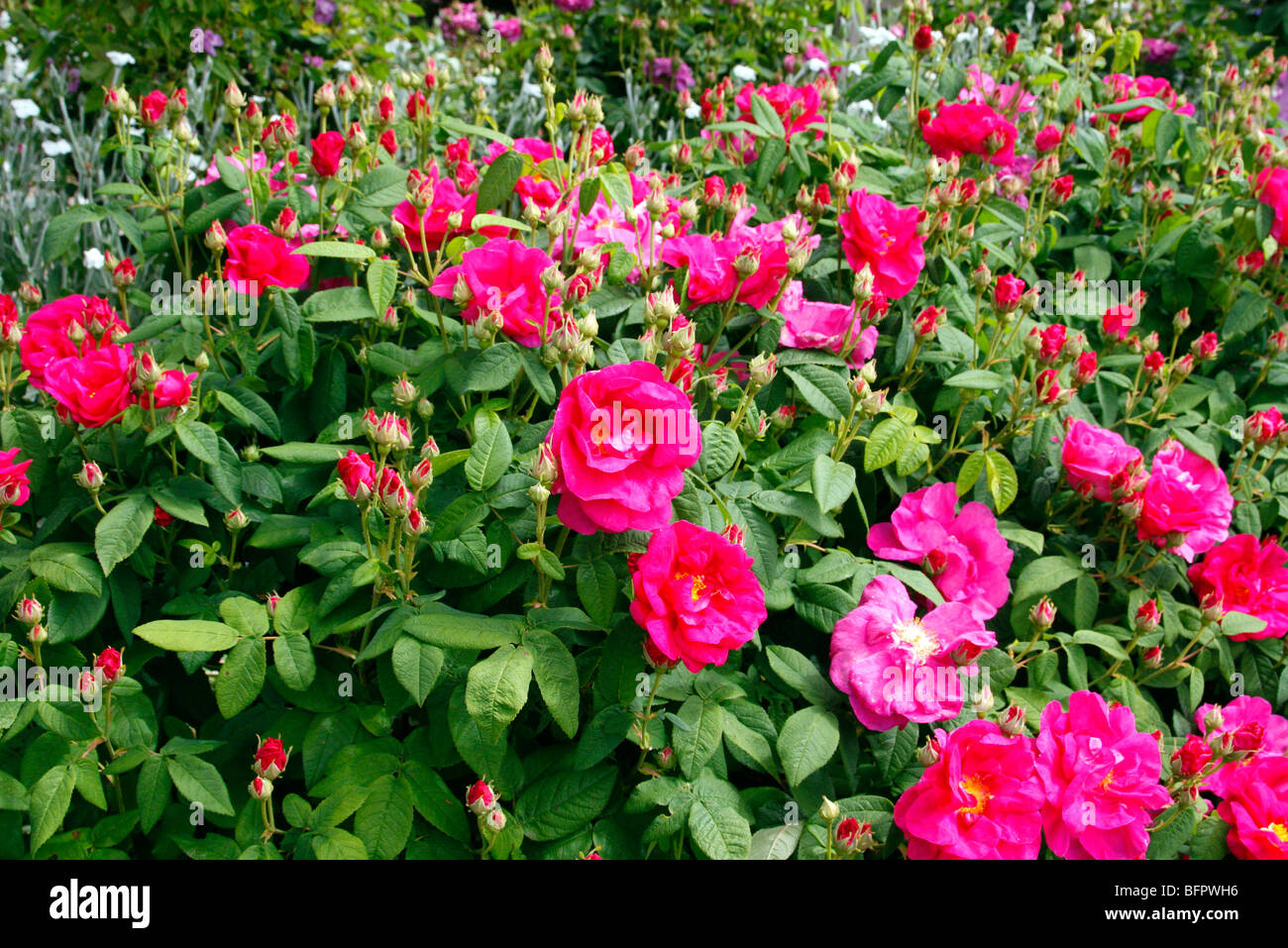 Rosa Gallica Officinalis High Resolution Stock Photography and Images ...