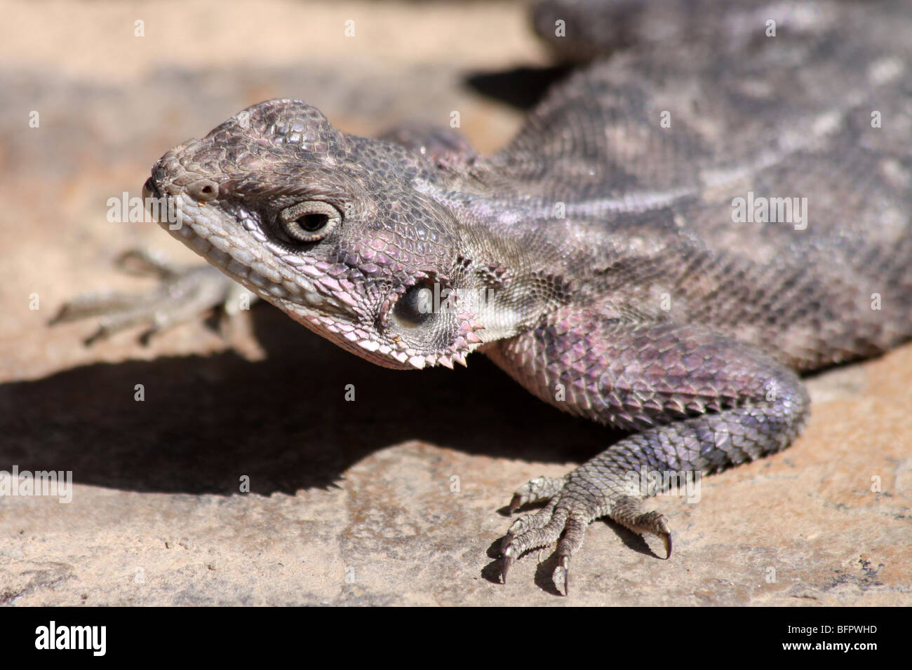 Female agama hi-res stock photography and images - Alamy
