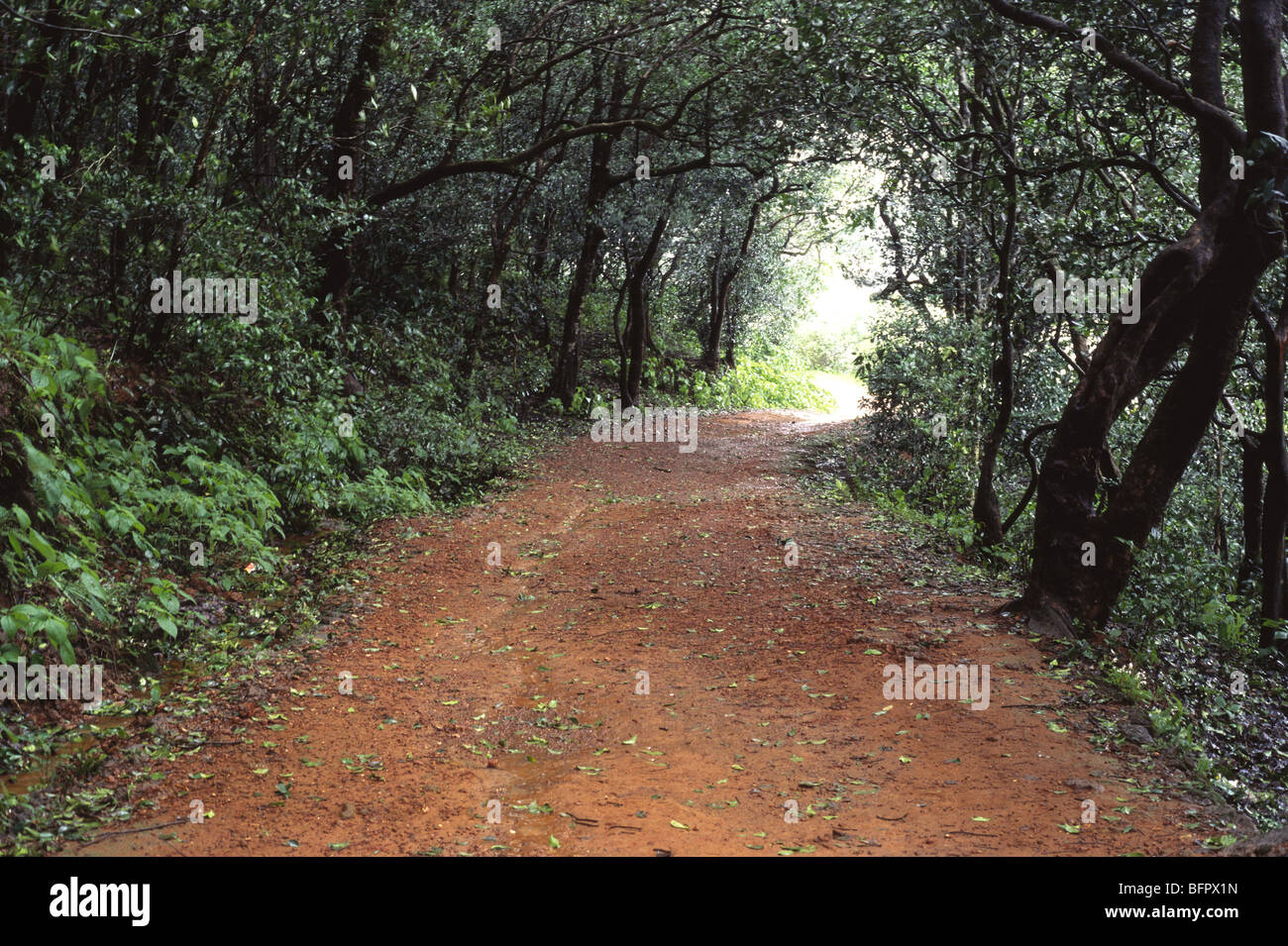 Pathway to jungle hi-res stock photography and images - Alamy