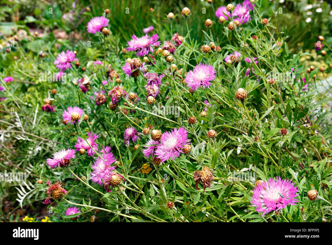 Centaurea Dealbata High Resolution Stock Photography and Images - Alamy