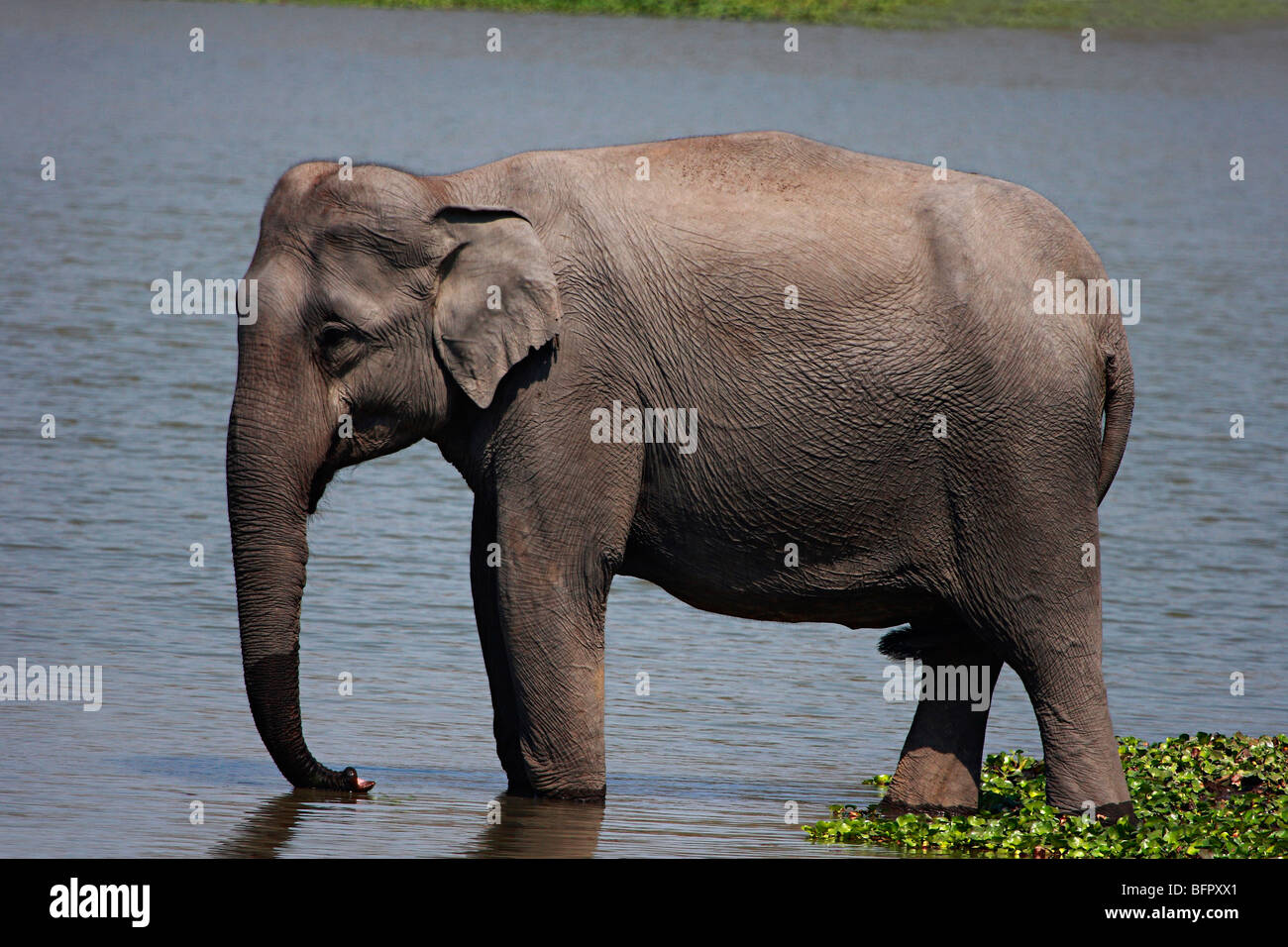 Asian Elephant (Elephas maximus), The Asian elephant is slightly ...