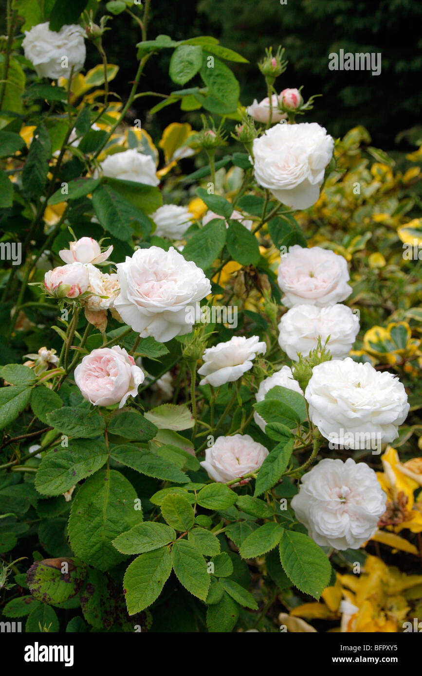 Madame hardy rose hi-res stock photography and images - Alamy