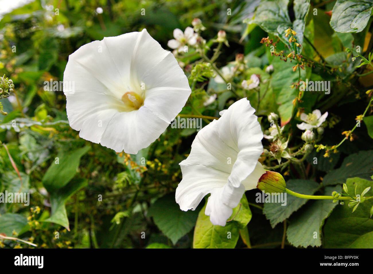 Calystegia silvatica - Great Bindweed Stock Photo - Alamy