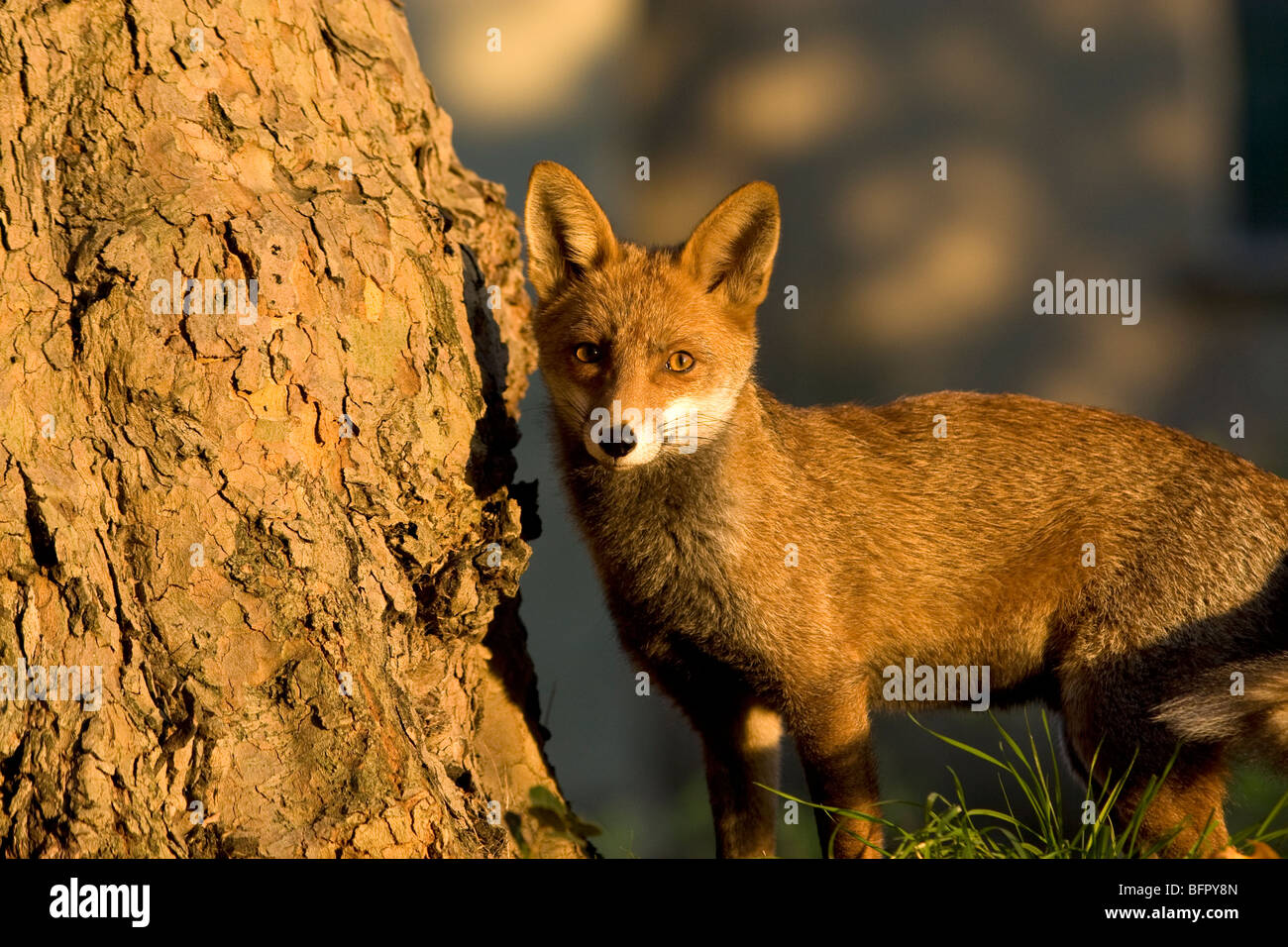 Vulpes vulpes - Red fox UK Stock Photo - Alamy