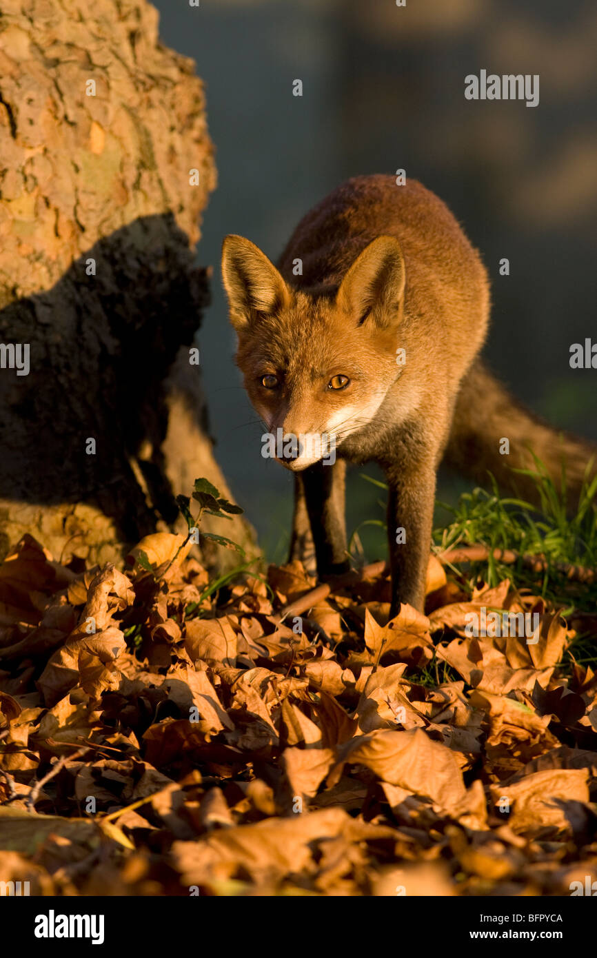 Vulpes vulpes - Red fox UK Stock Photo - Alamy