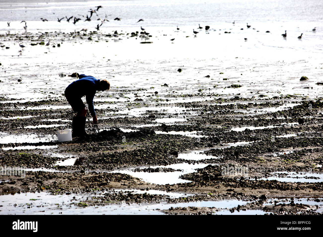 Fisherman Digging Bait Stock Photo - Alamy