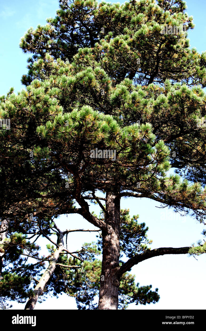 Large Pine Tree Stock Photo - Alamy
