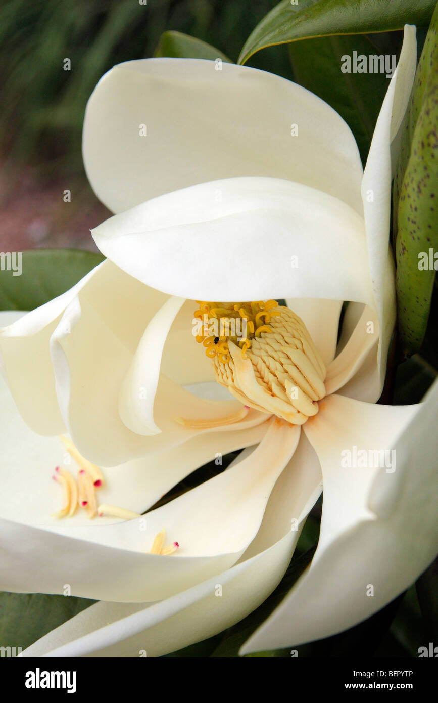 Magnolia grandiflora 'Exmouth' AGM Stock Photo - Alamy