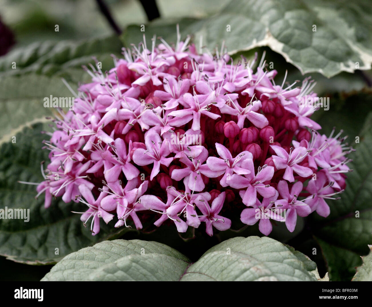 Clerodendron flowers hi-res stock photography and images - Alamy