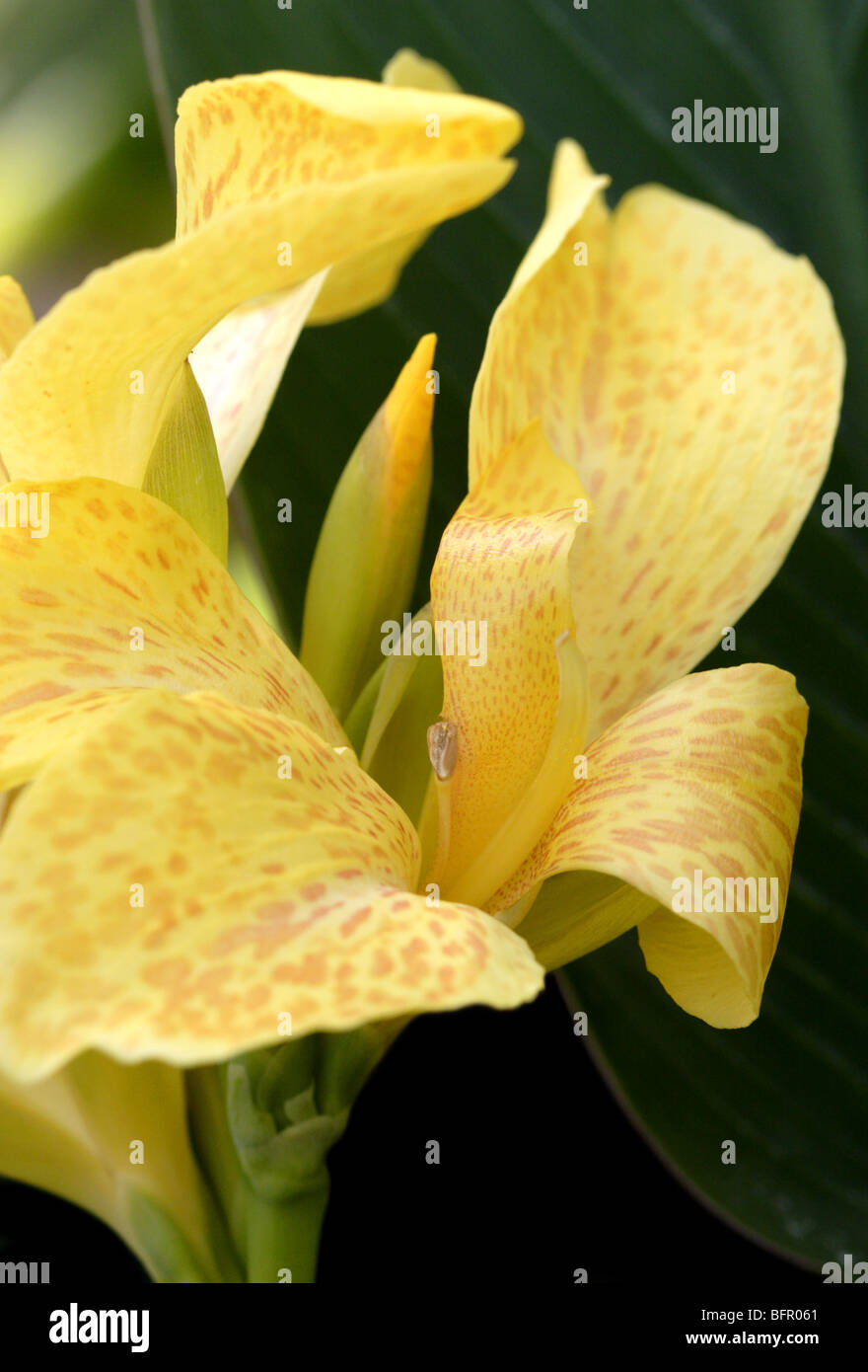 Yellow Canna Lily Stock Photo - Alamy