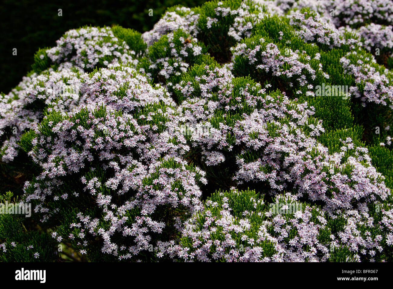 Hebe evergreen shrub flower hi-res stock photography and images - Alamy
