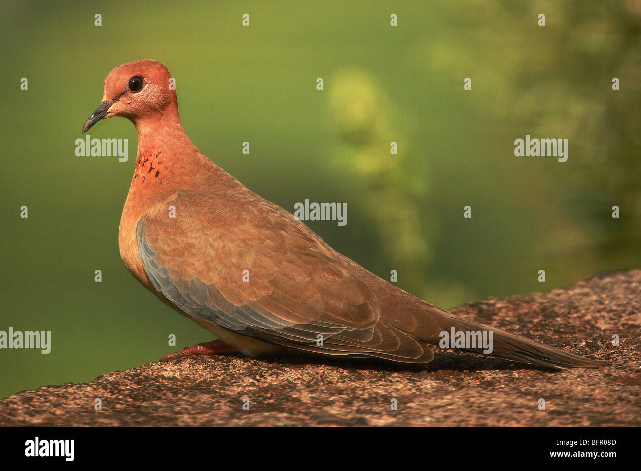Laughing dove, Spilopelia senegalensis is a small pigeon Stock Photo ...