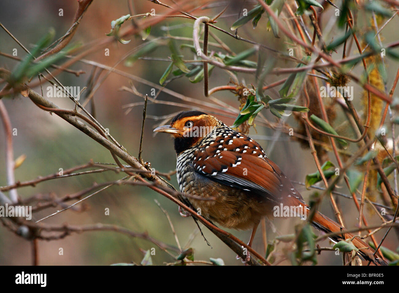 Spotted Laughingthrush (Garrulax ocellatus ocellatus) is a in the Old ...