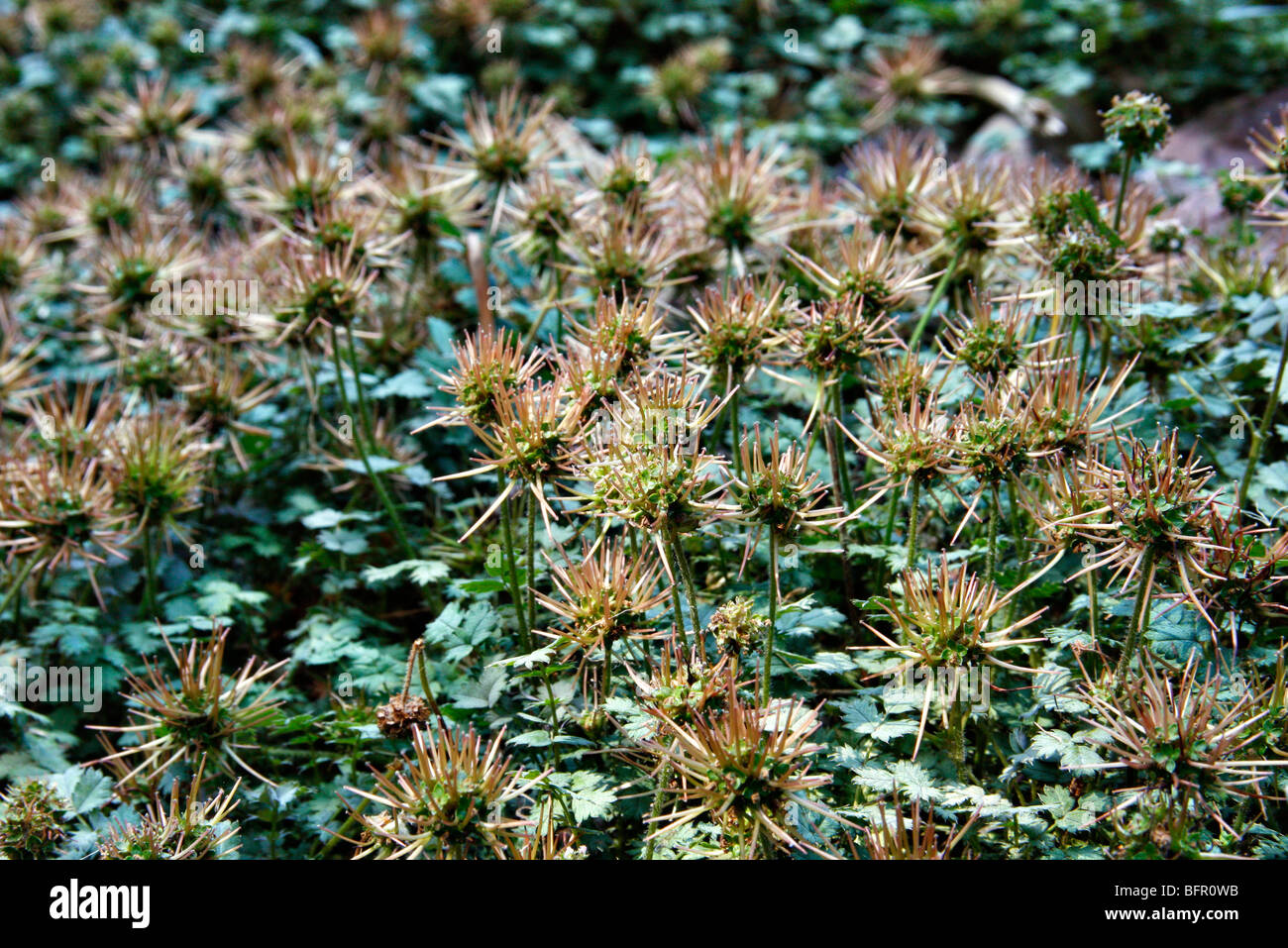 Developing seedheads hi-res stock photography and images - Alamy