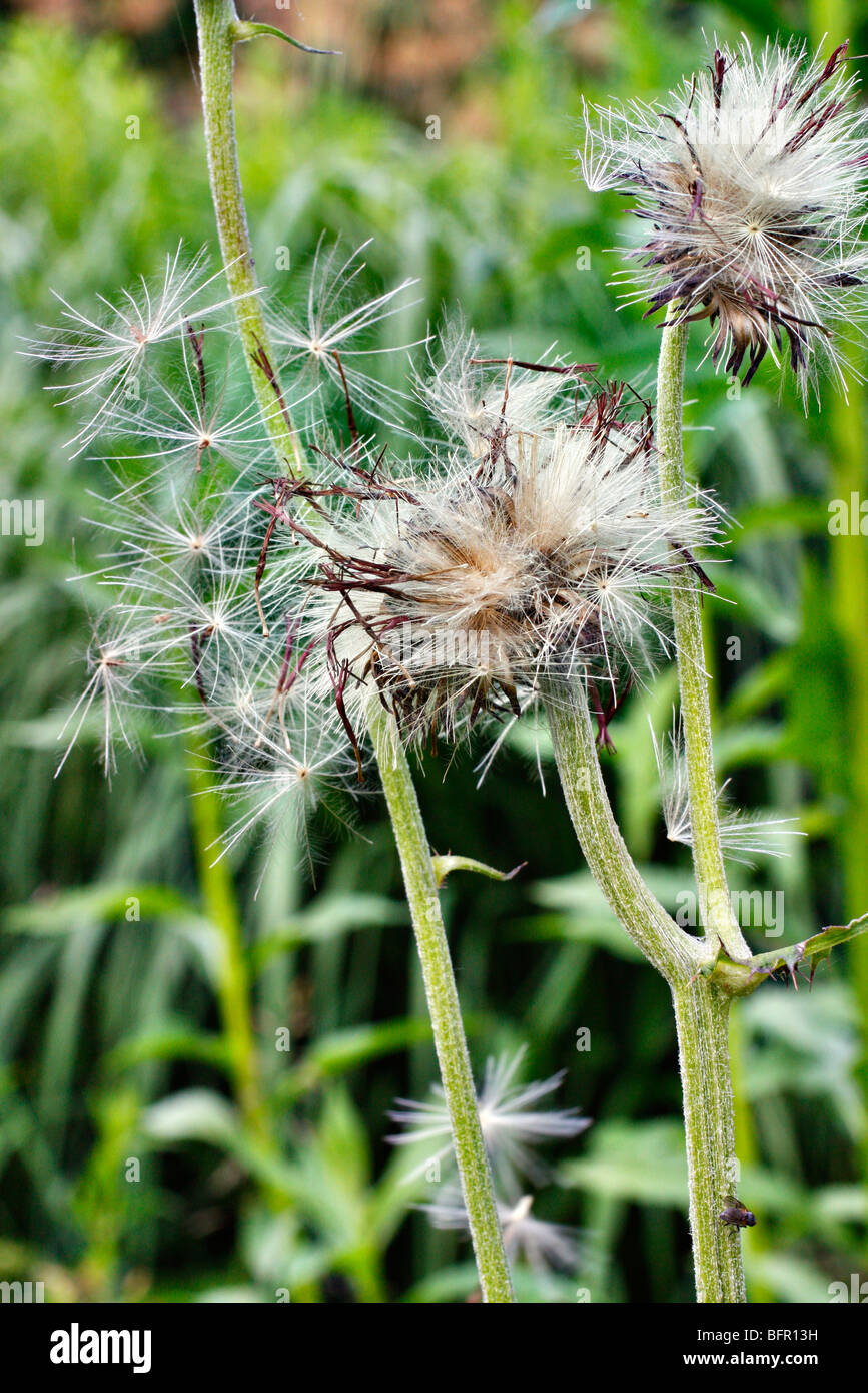 Wind dispersal of seeds hi-res stock photography and images - Alamy