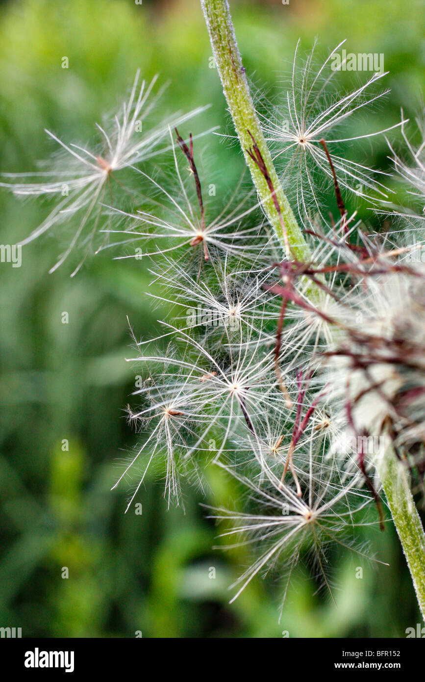 Wind dispersal hi-res stock photography and images - Alamy