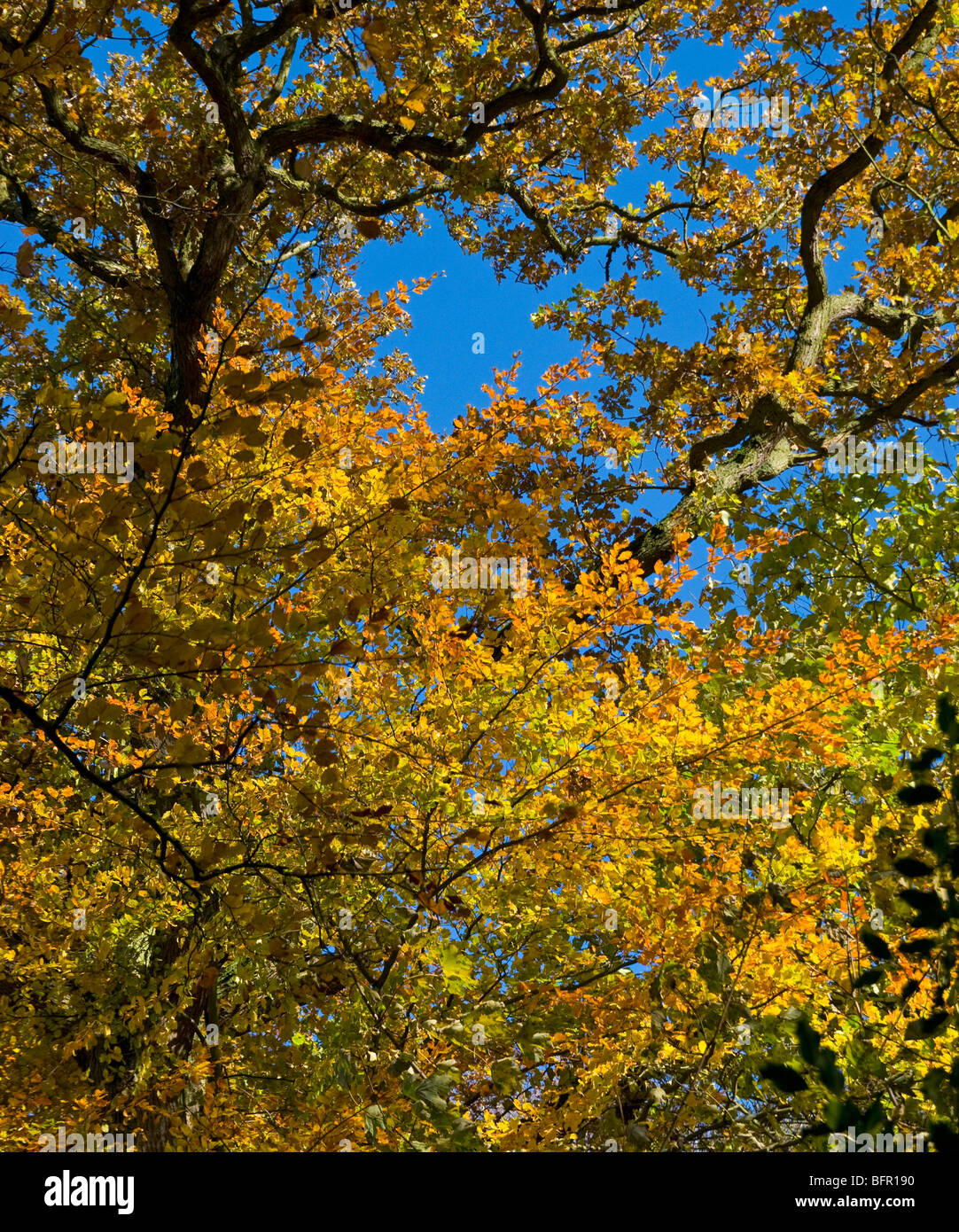 Yorkshire autumn colours hi-res stock photography and images - Alamy
