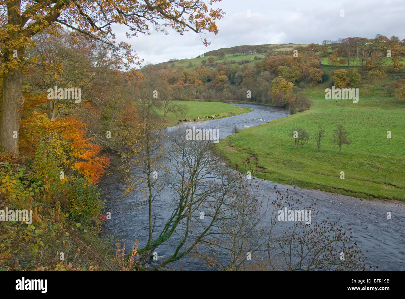 The river Wharfe at Bolton Abbey Stock Photo - Alamy