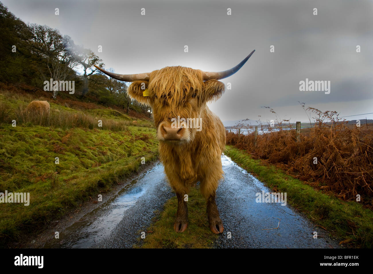 Highland cow blocking road in Scotland Stock Photo - Alamy
